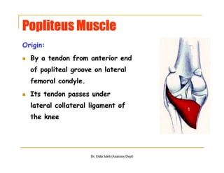 The back of the thigh and popliteal fossa | PDF