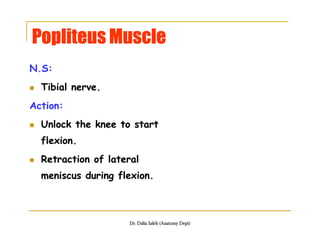 The back of the thigh and popliteal fossa | PDF