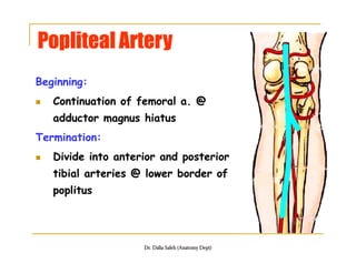 The back of the thigh and popliteal fossa | PDF