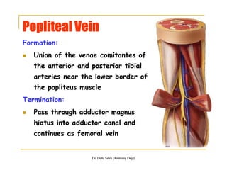 The back of the thigh and popliteal fossa | PDF