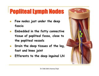 The back of the thigh and popliteal fossa | PDF