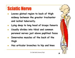 The back of the thigh and popliteal fossa | PDF