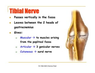 The back of the thigh and popliteal fossa | PDF