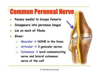 The back of the thigh and popliteal fossa | PDF