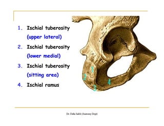 The back of the thigh and popliteal fossa | PDF