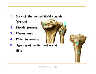 The back of the thigh and popliteal fossa | PDF