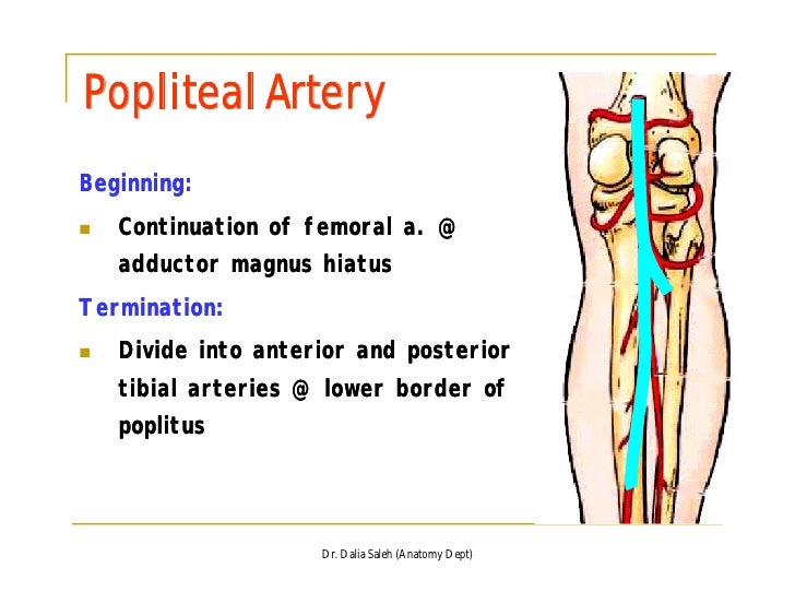 The back of the thigh and popliteal fossa