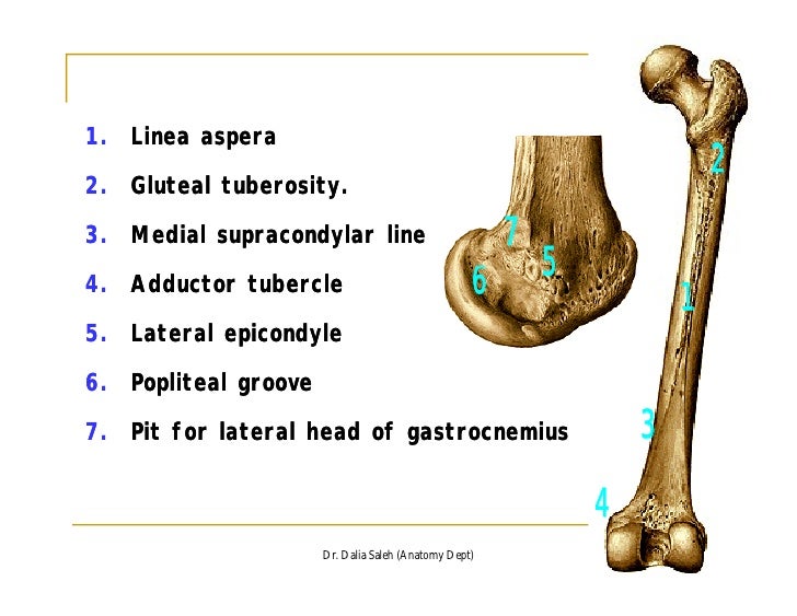 The back of the thigh and popliteal fossa