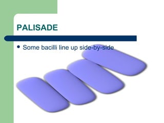 Palisade Bacilli