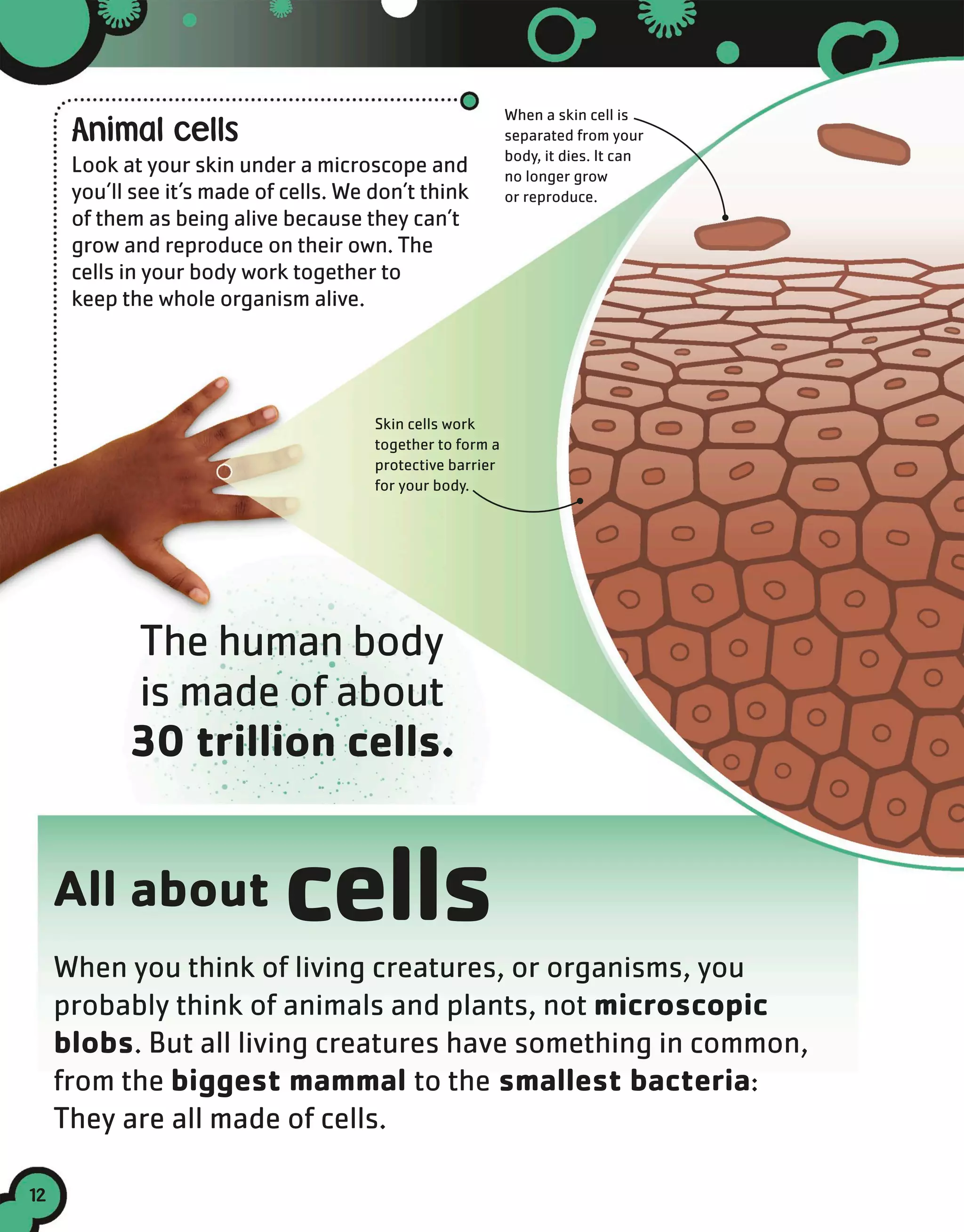 The Bacteria Book The Big World of Really Tiny Microbes.pdf