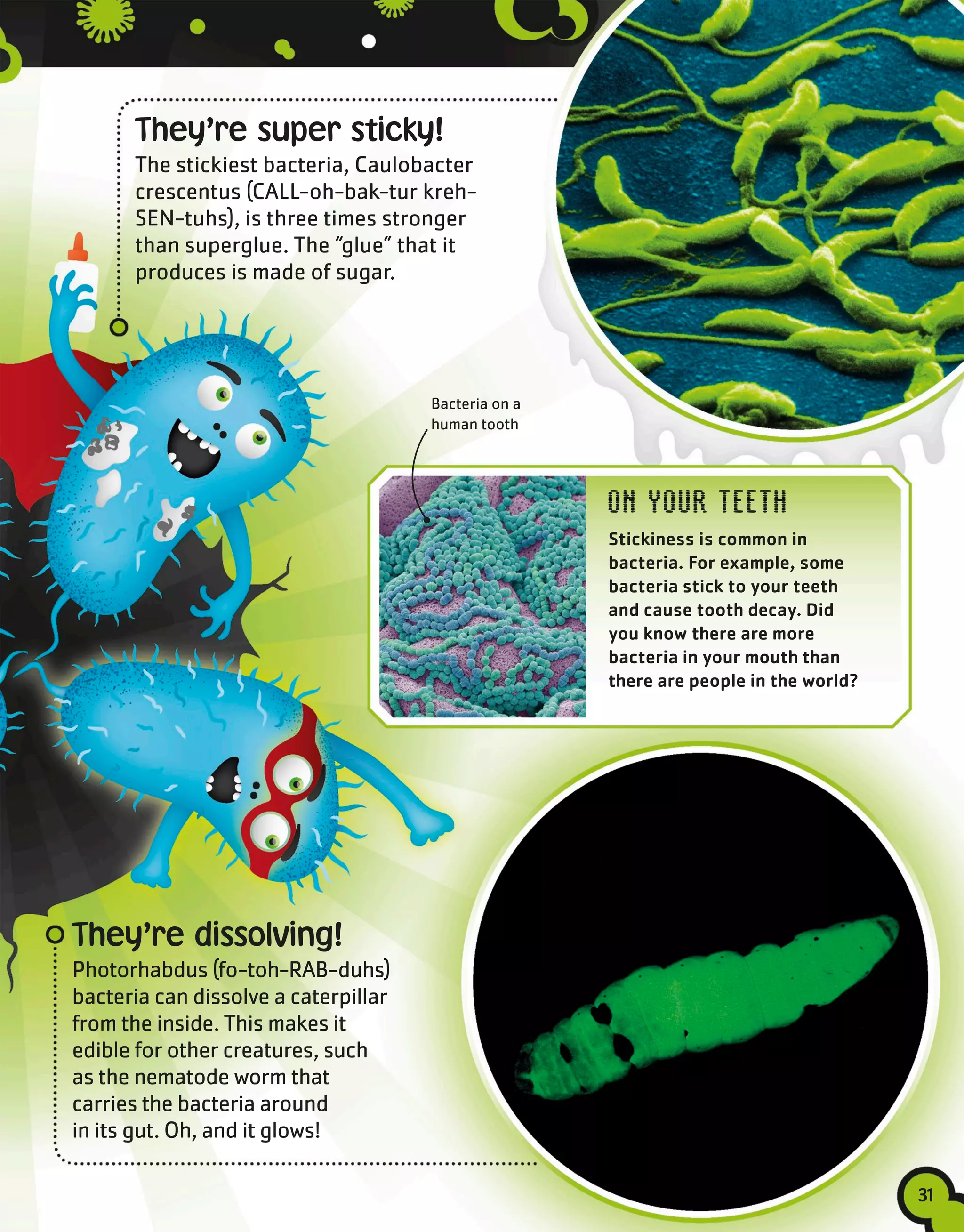 The Bacteria Book The Big World of Really Tiny Microbes.pdf