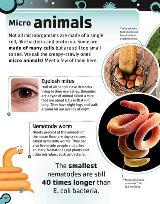 The Bacteria Book The Big World of Really Tiny Microbes.pdf