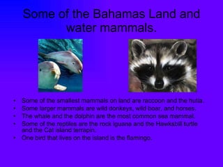 The bahamas | PPT