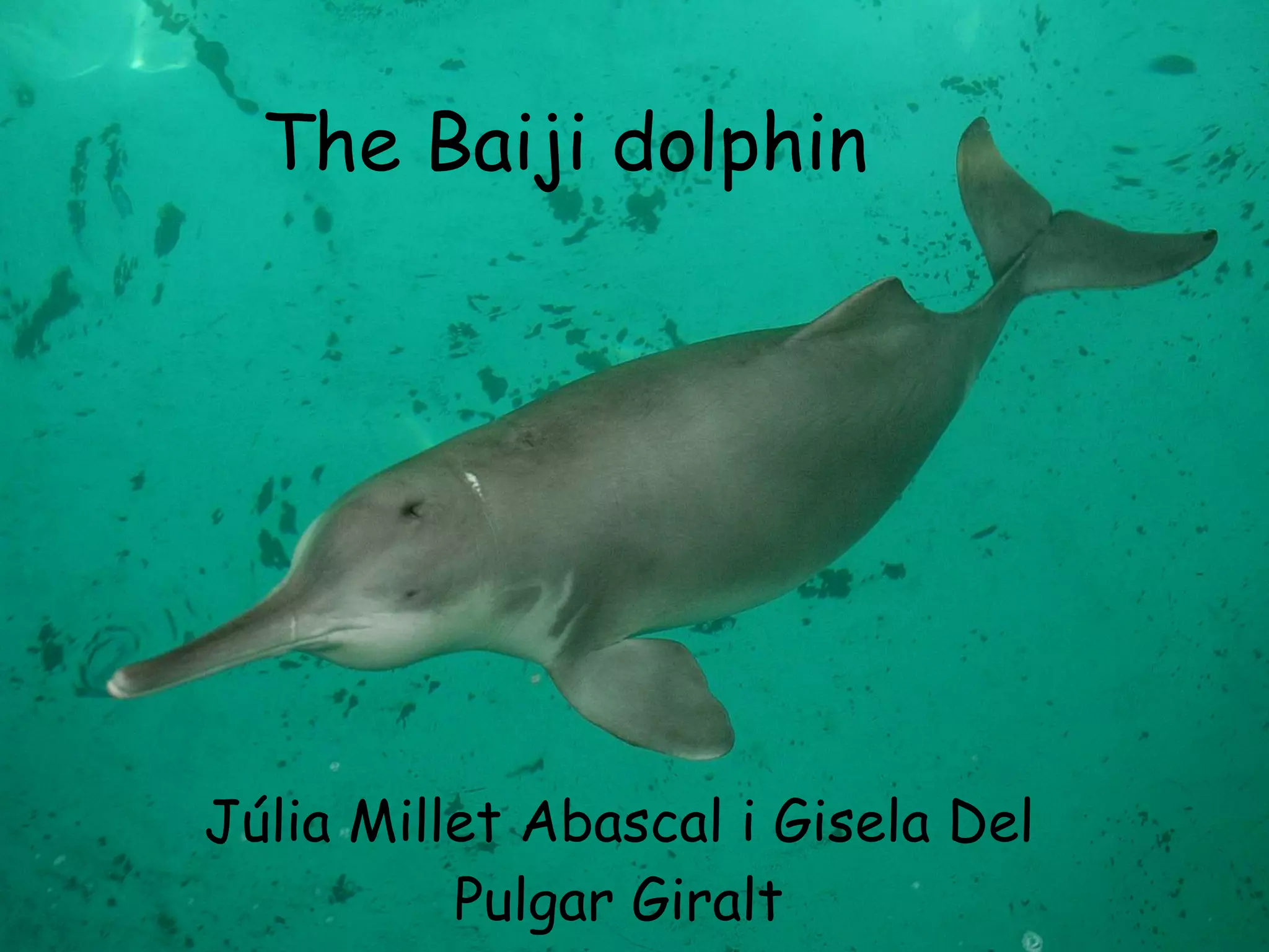 The Baiji Dolphin | PPT