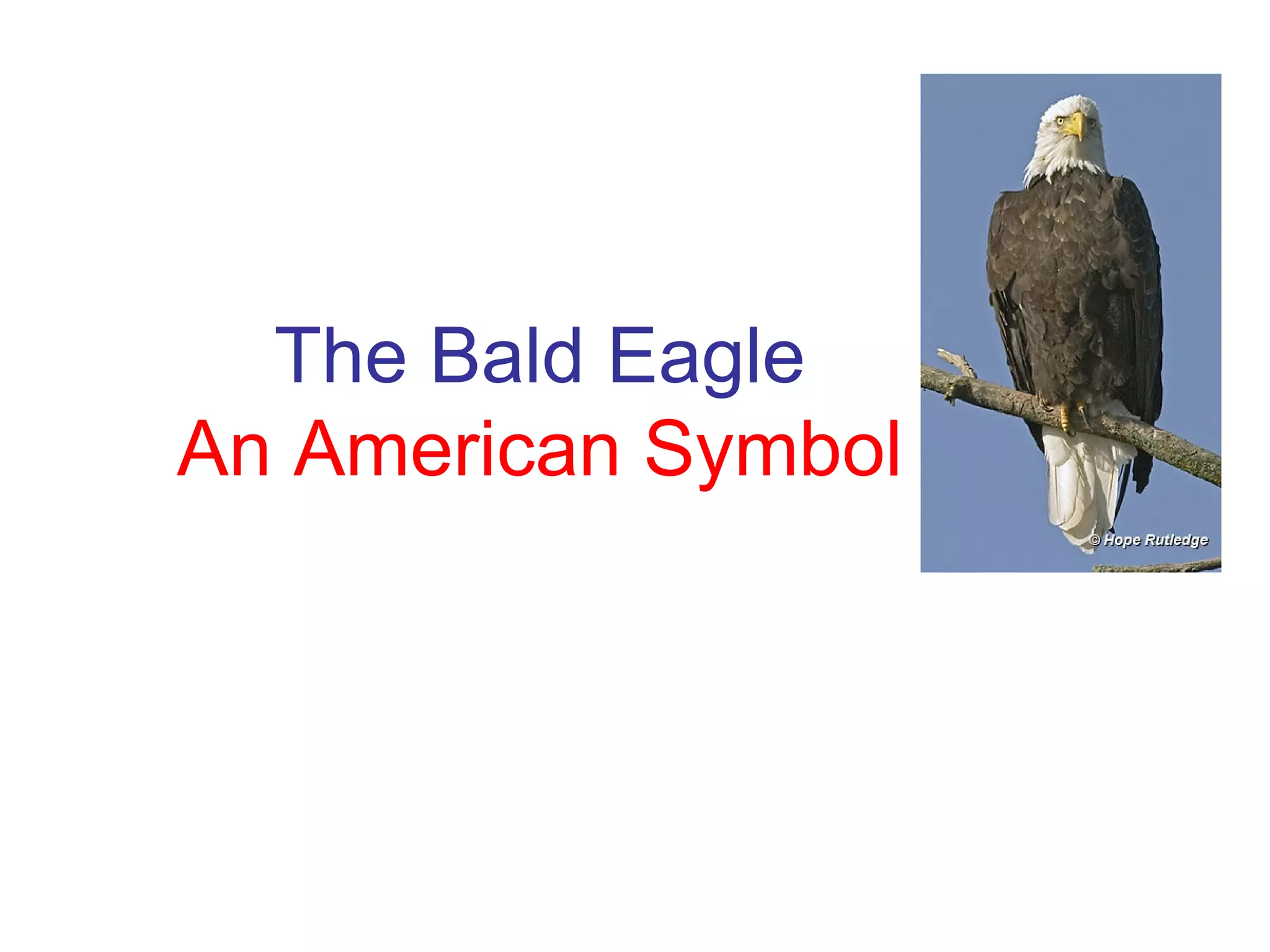 The bald eagle | PPT