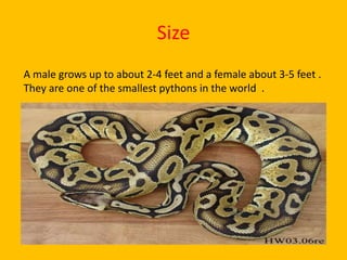 The ball python | PPTX | Reptiles | Pets
