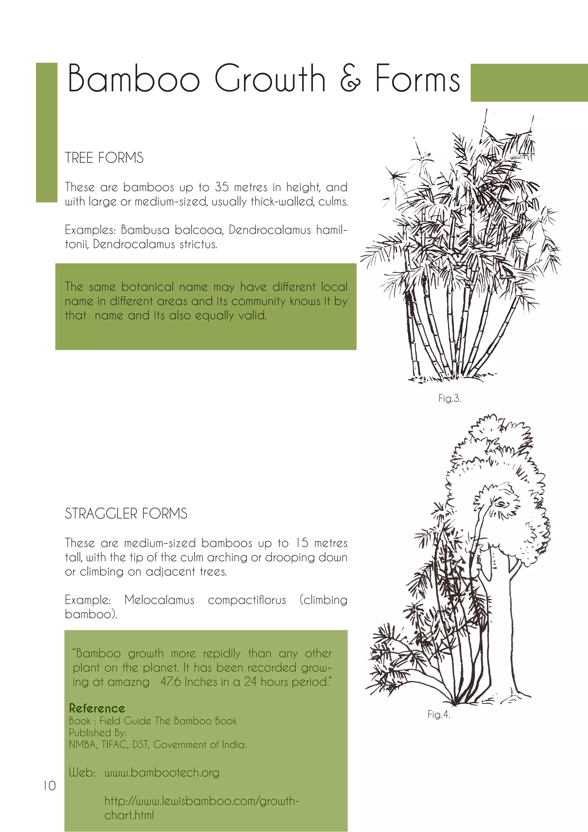 The bamboo book final 12 5-13 | PDF