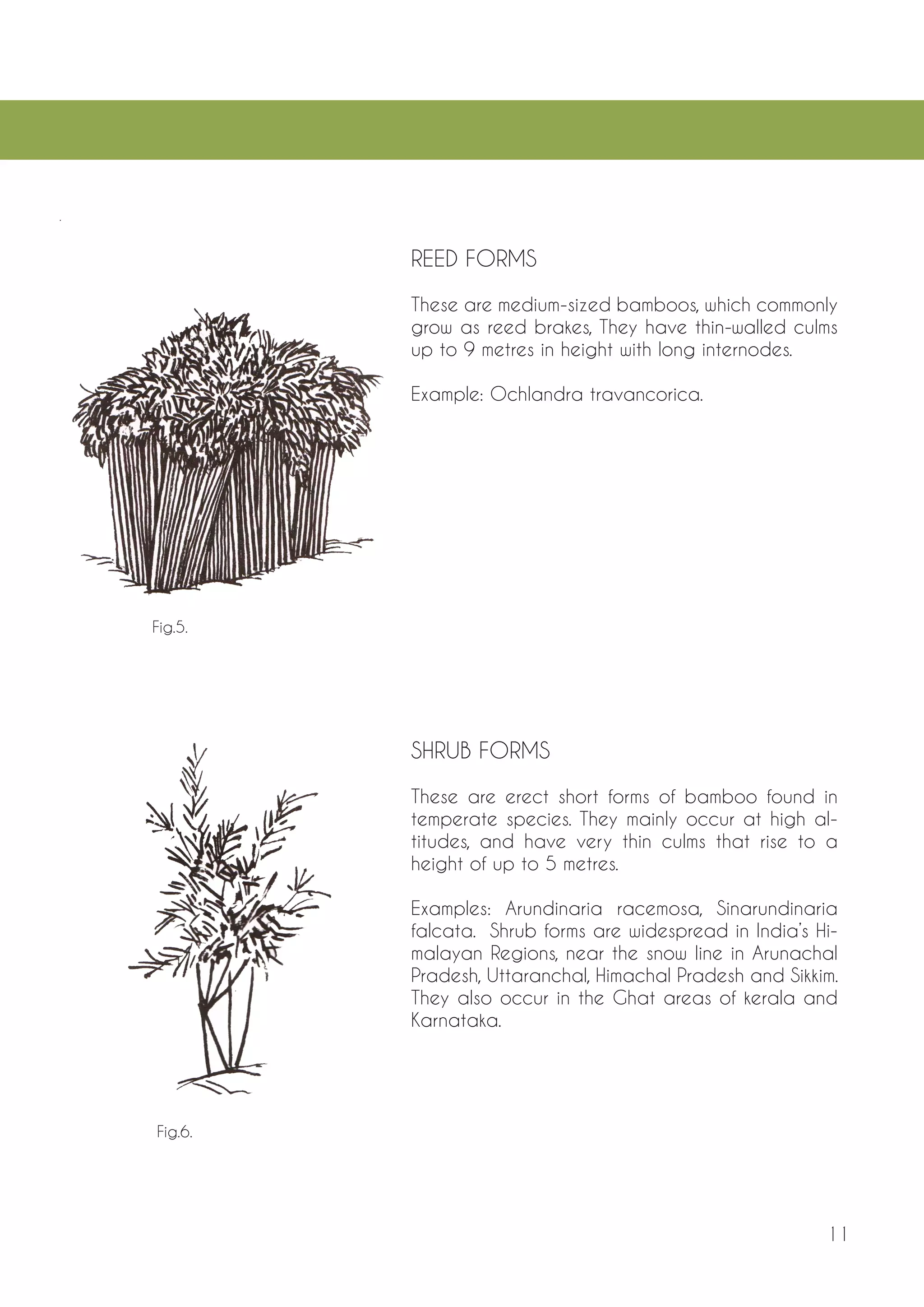 The bamboo book final 12 5-13 | PDF