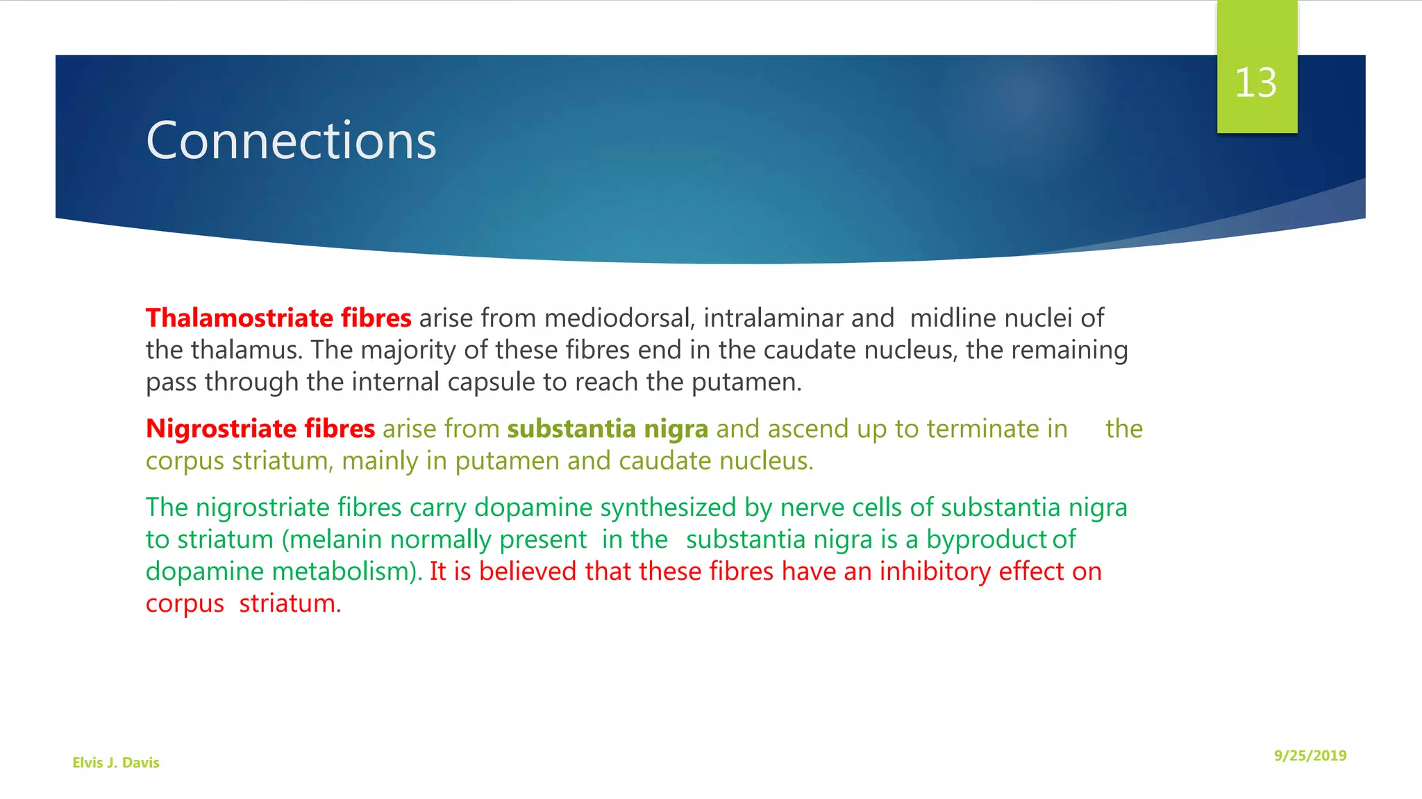The basal nuclei | PPTX