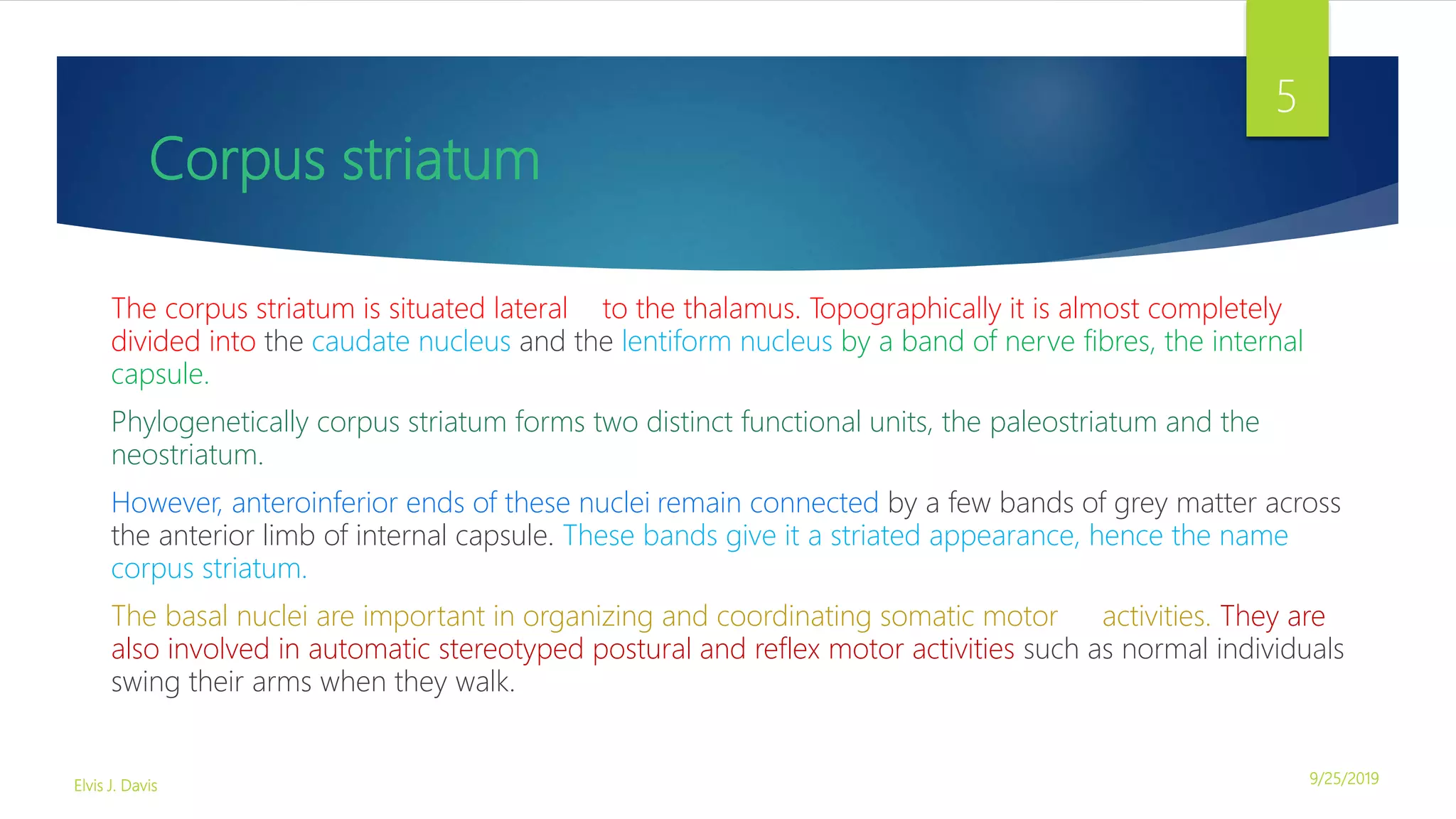 The basal nuclei | PPTX