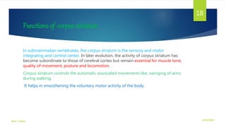 The basal nuclei | PPTX