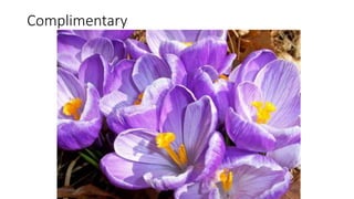 The basics of color theory for Photography | PPTX
