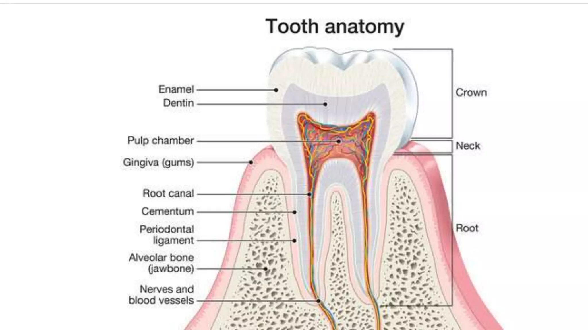 The Basics of Dentistry | PPTX