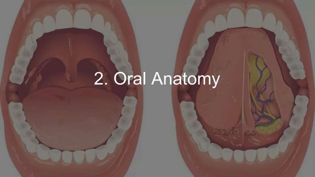 The Basics of Dentistry | PPTX
