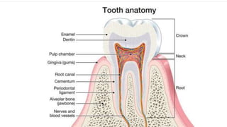 The Basics of Dentistry | PPTX