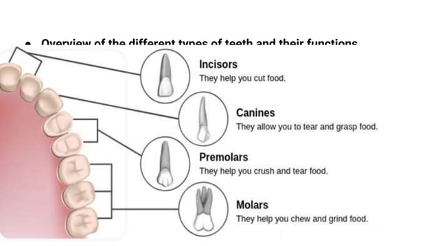 The Basics of Dentistry | PPTX