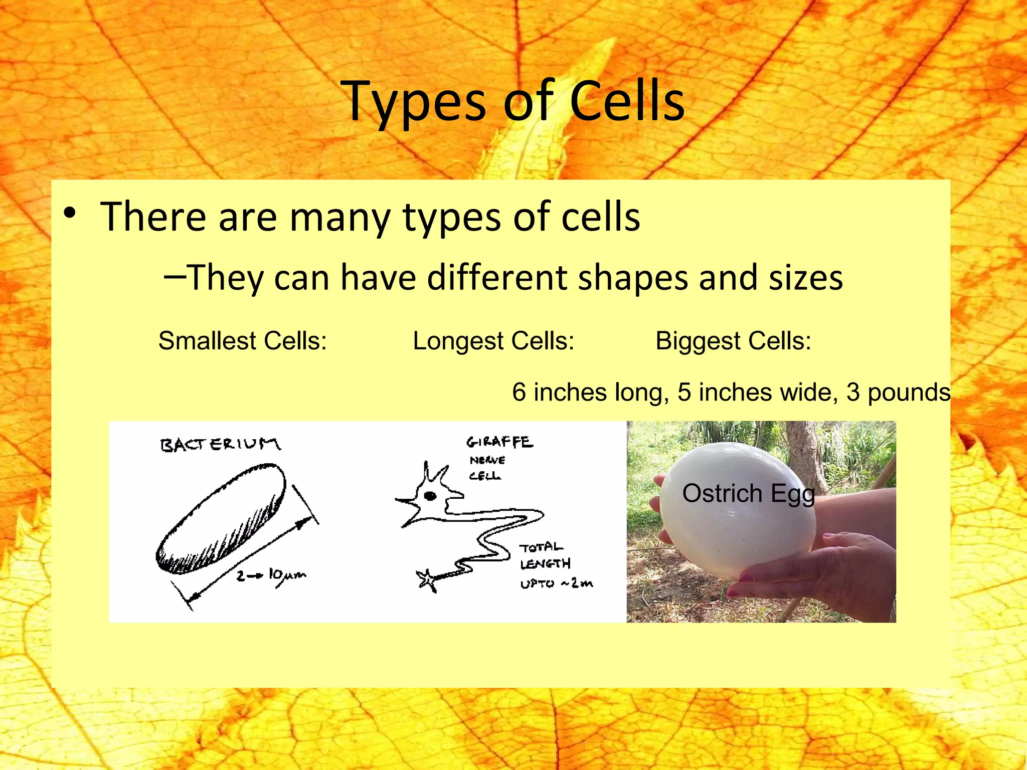 The basic structure and function of cells | PPT