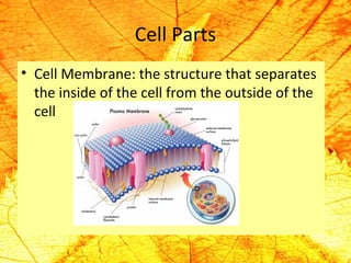 The basic structure and function of cells | PPT
