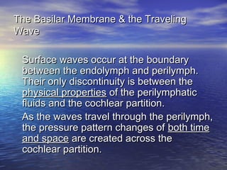 HIS 120 The Basilar Membrane and the Traveling Wave | PPT