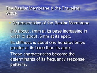 HIS 120 The Basilar Membrane and the Traveling Wave | PPT