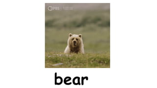 The Bear Went Over the Mountain vocabulary and lyrics | PPTX