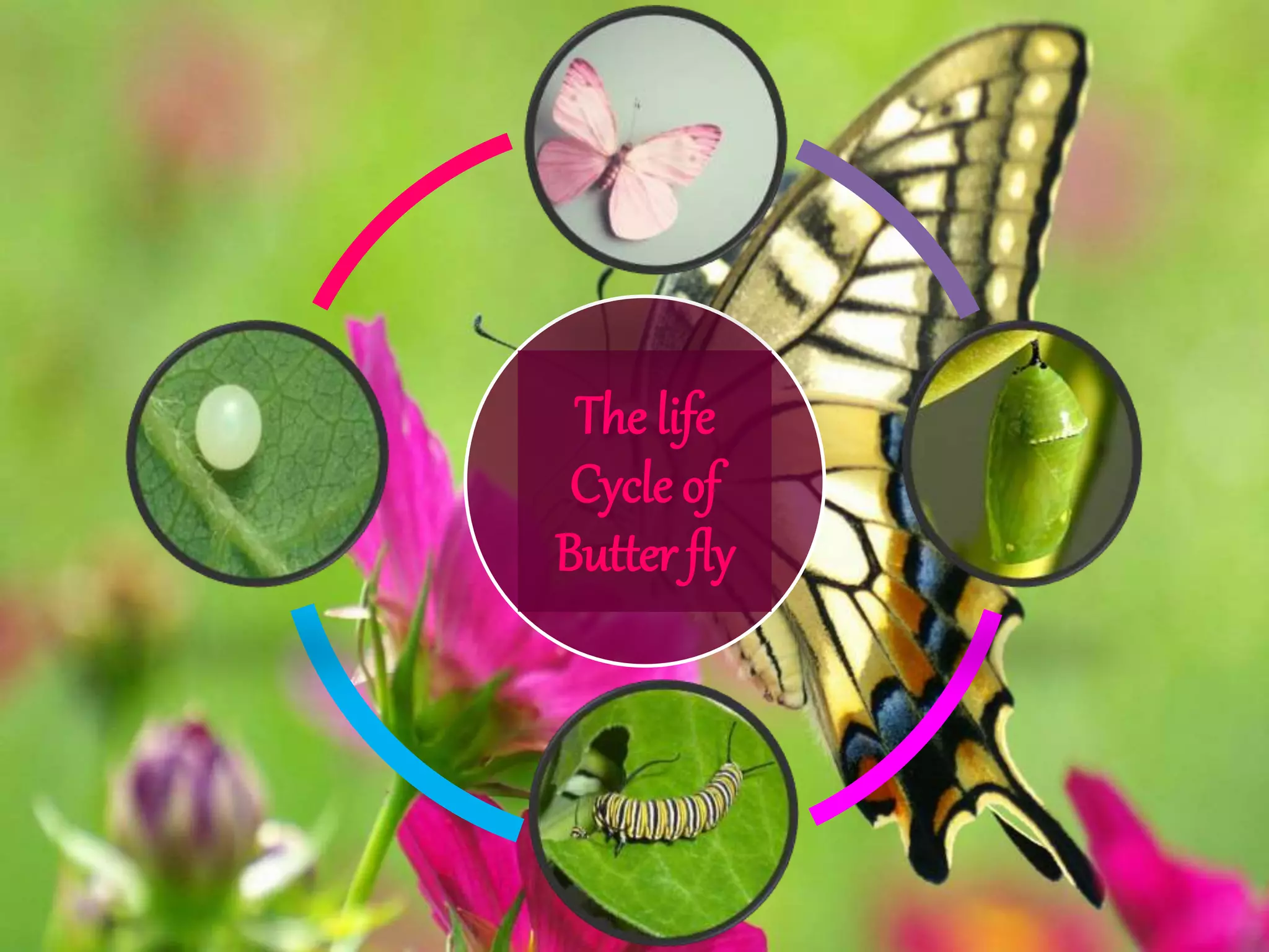 The beautiful buterfly | PPTX