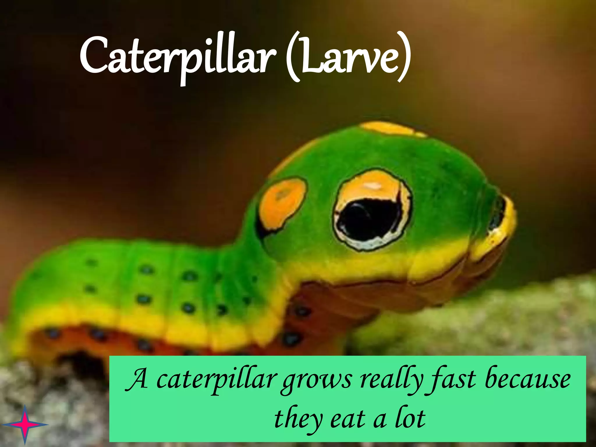 The beautiful buterfly | PPTX