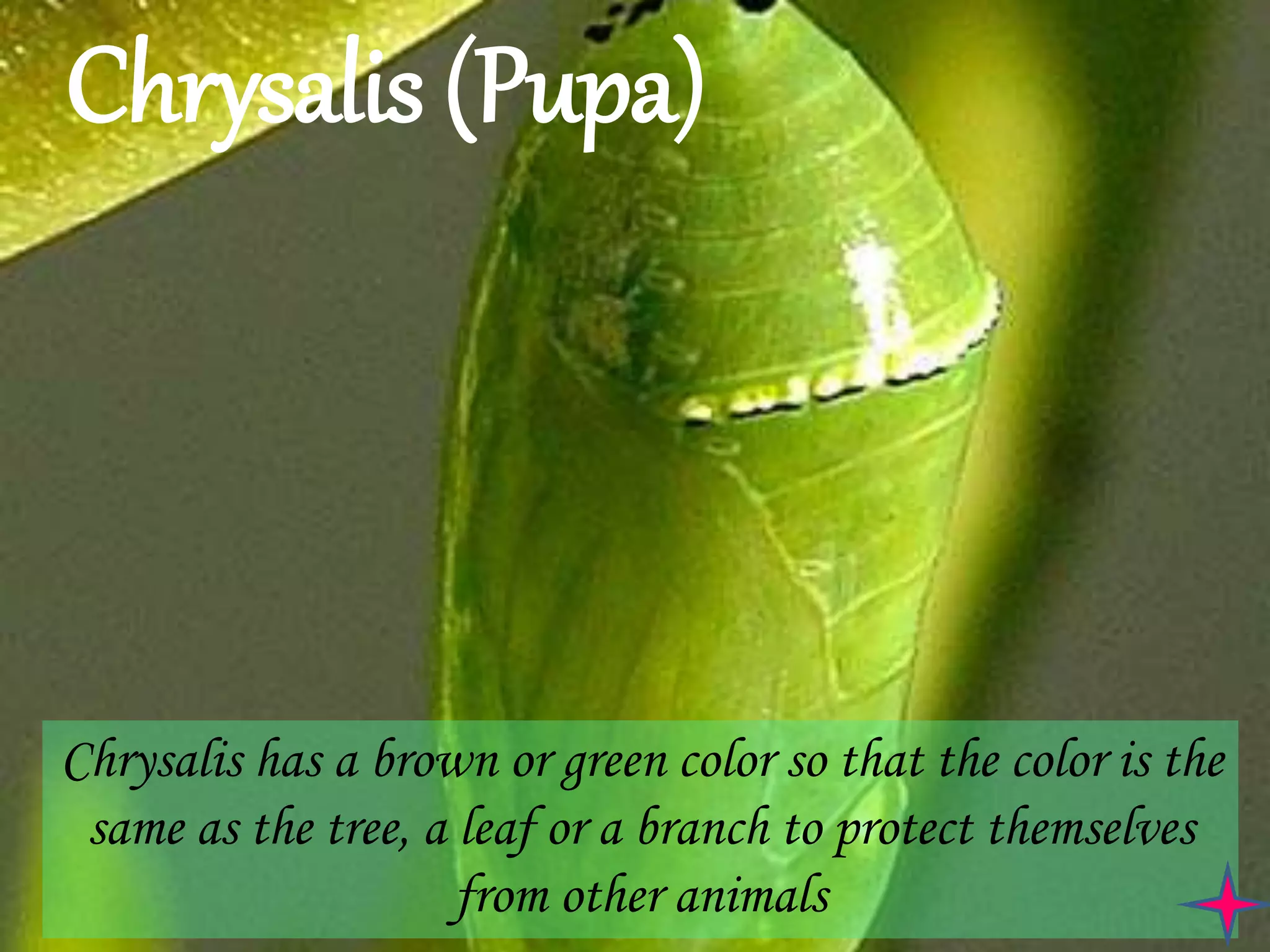 The beautiful buterfly | PPTX