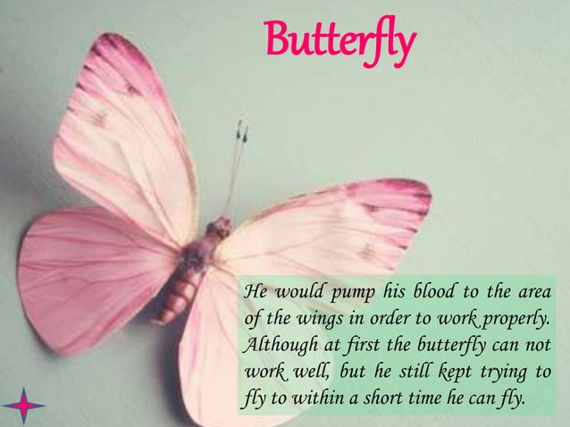 The beautiful buterfly | PPT