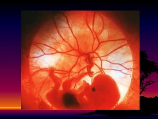 The beauty of human being in mom’s womb | PPTX