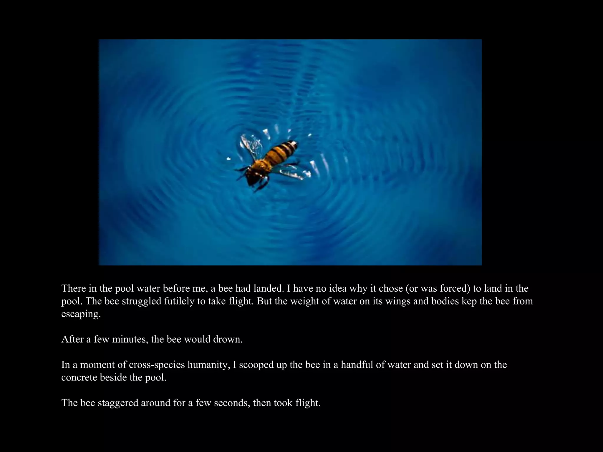 The Bee in Swimming Pool | PPT