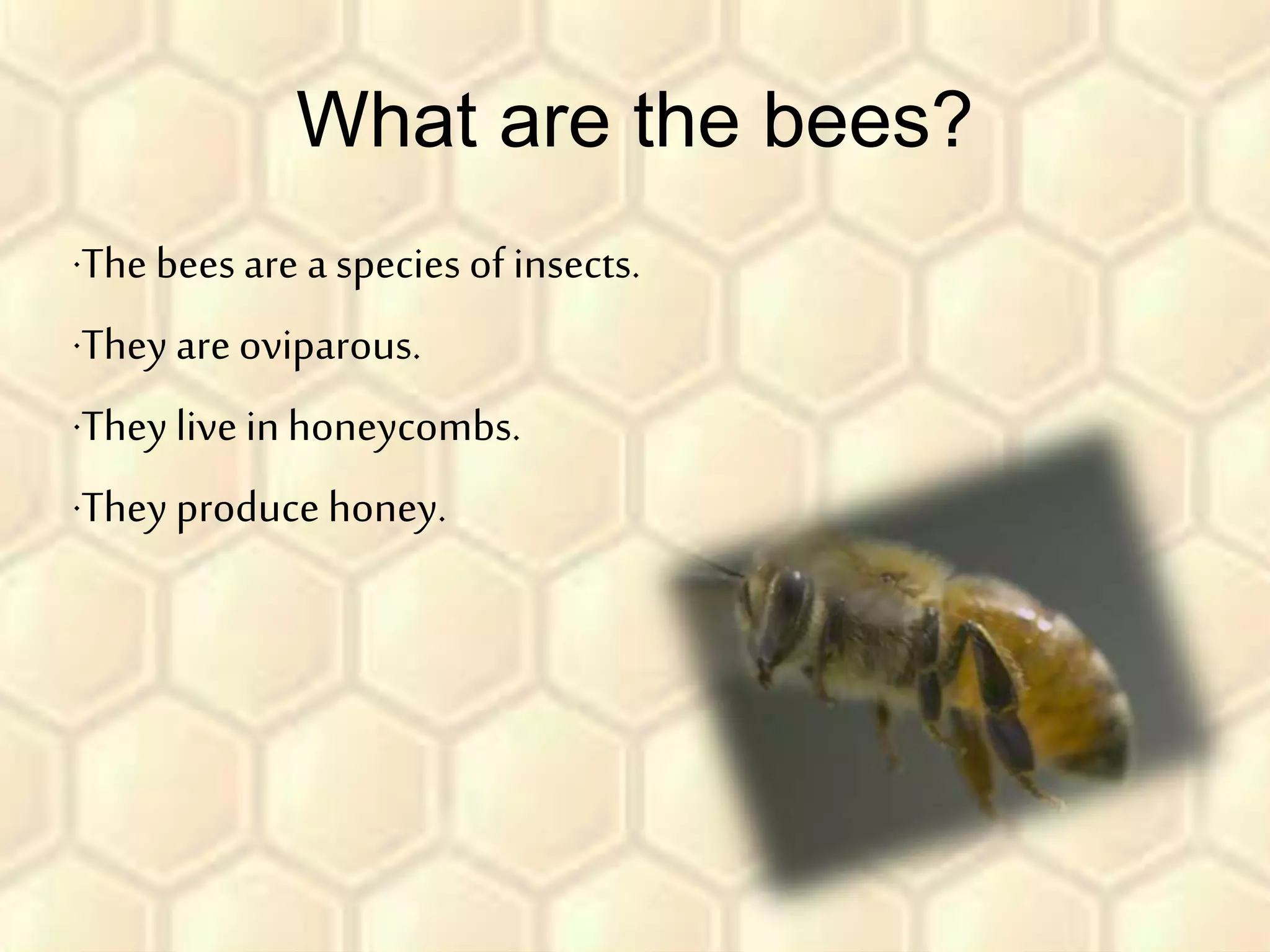 The bees | PPT