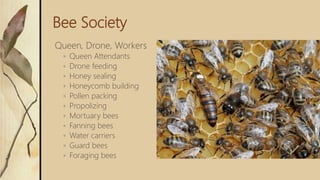 The bee story | PPT