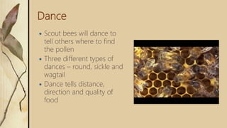The bee story | PPT