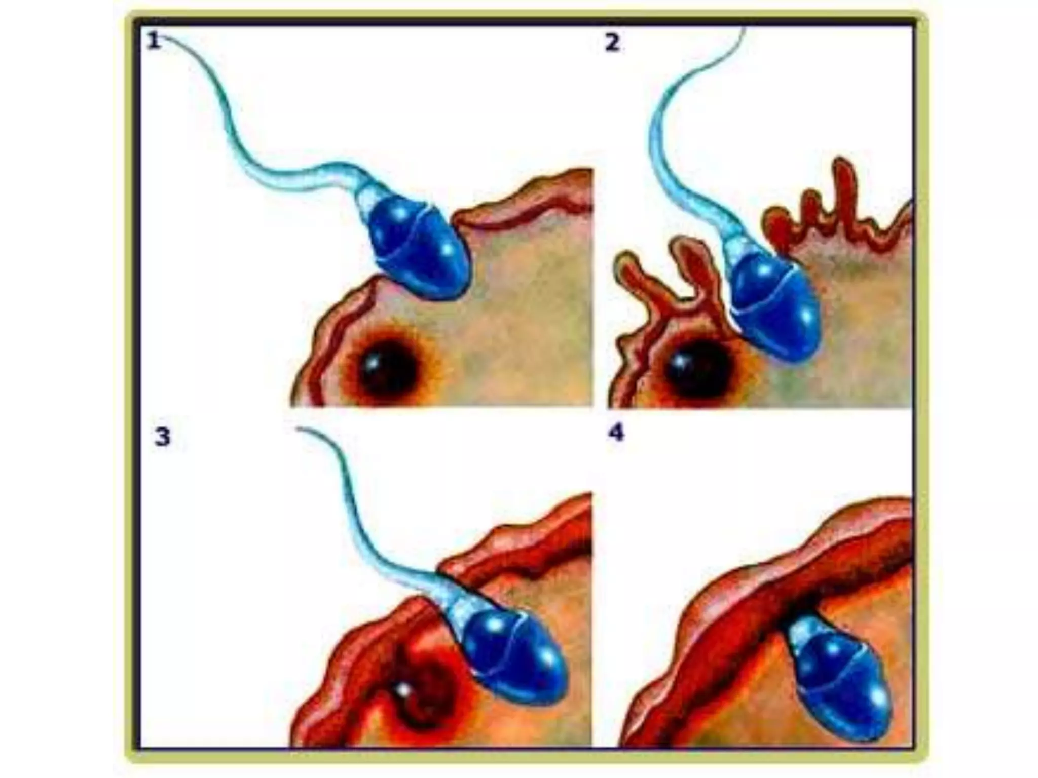 The beginning of life conception | PPTX