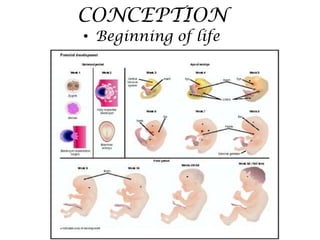 The beginning of life conception | PPTX