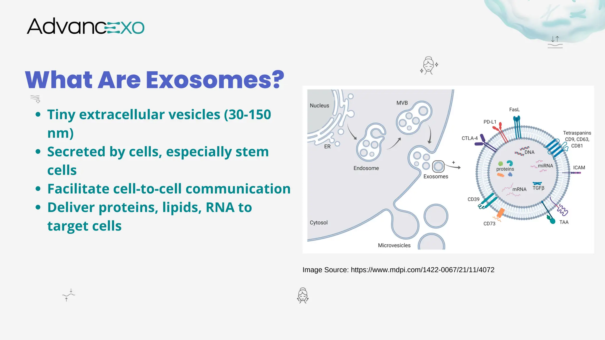 The Benefits and Applications of Exosomes for Cosmetics and Aesthetic ...