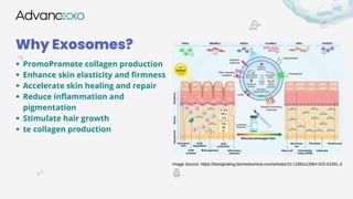 The Benefits and Applications of Exosomes for Cosmetics and Aesthetic ...