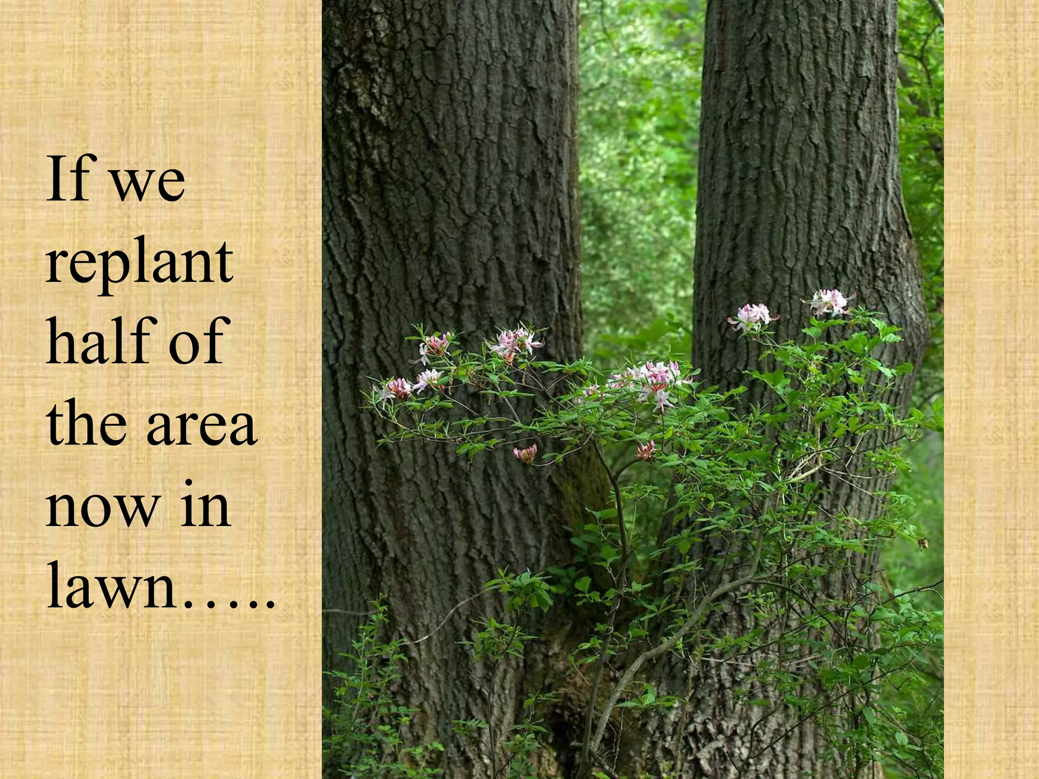 The Benefits of Trees Presentation | PPTX