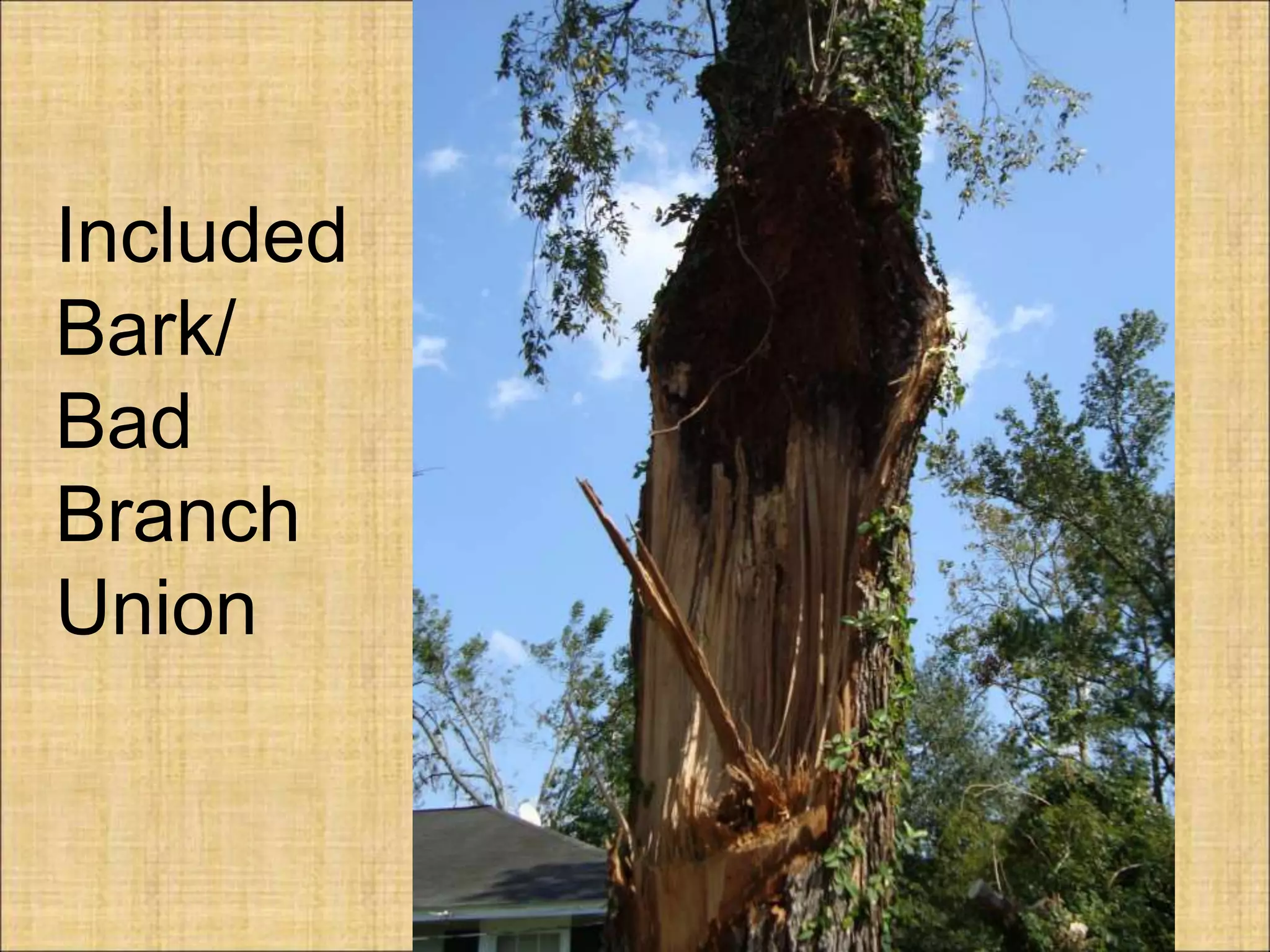 The Benefits of Trees Presentation | PPTX